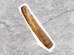 Razor Clam | Sussex Wildlife Trust